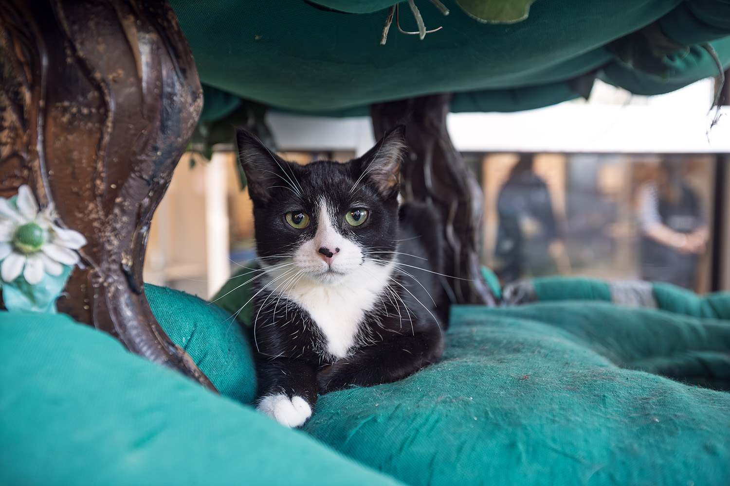 'To give a good home to a cat is love': Calgarians asked to adopt pets ...