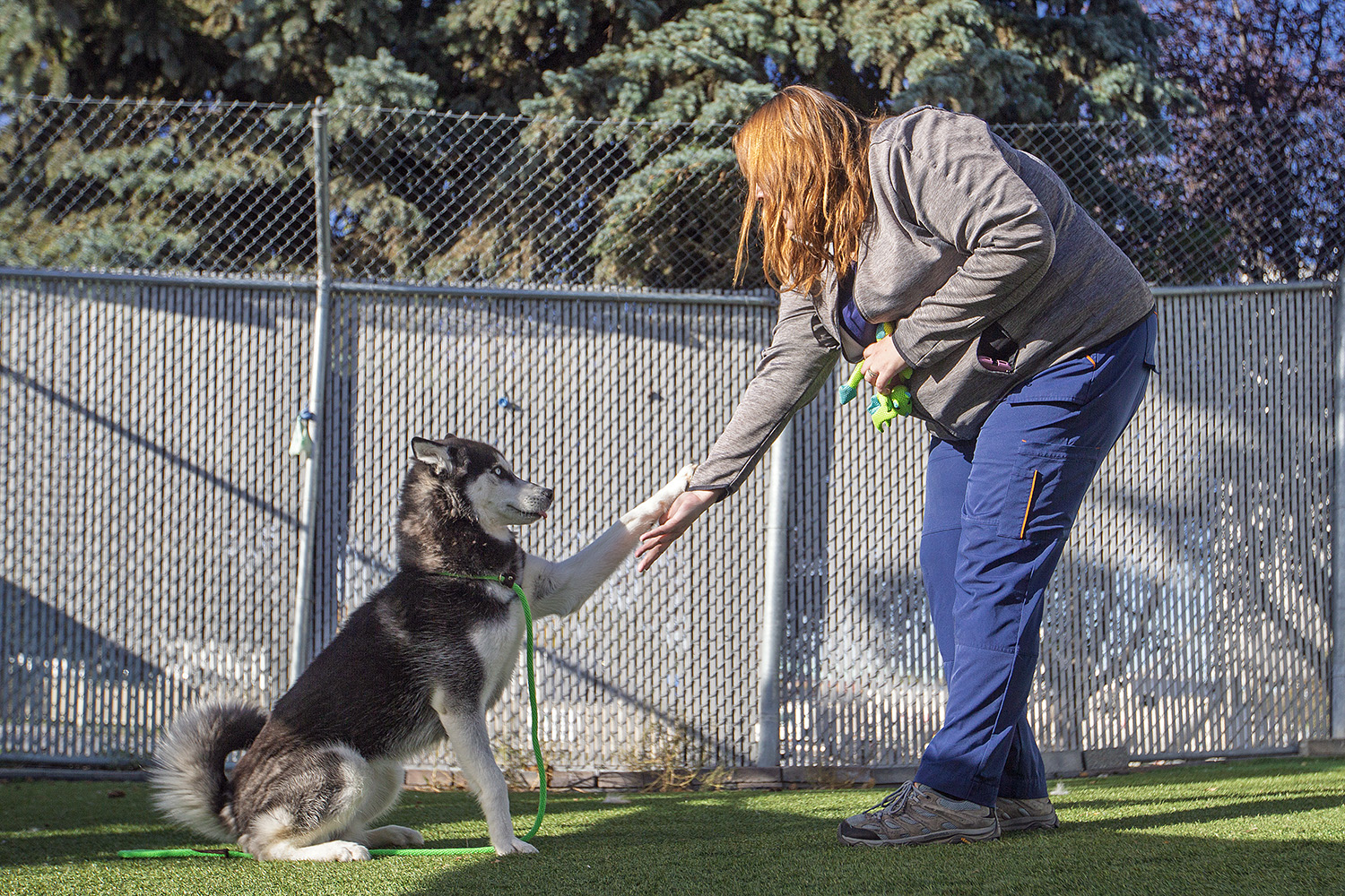 Animal Services seeks more homes for unclaimed dogs during weekend ...