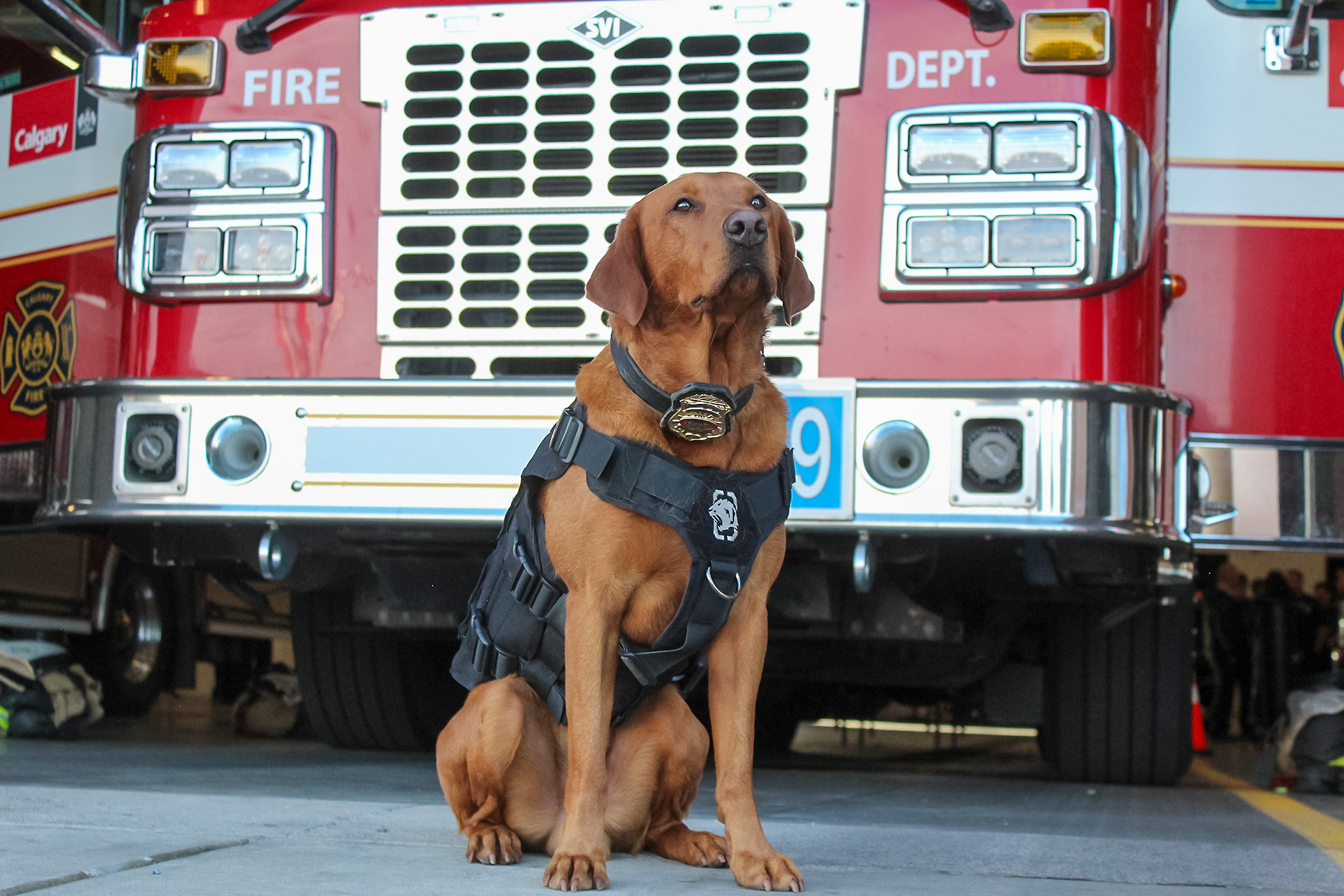 Meet Titus: Calgary's newest K9 fire investigator - LiveWire Calgary