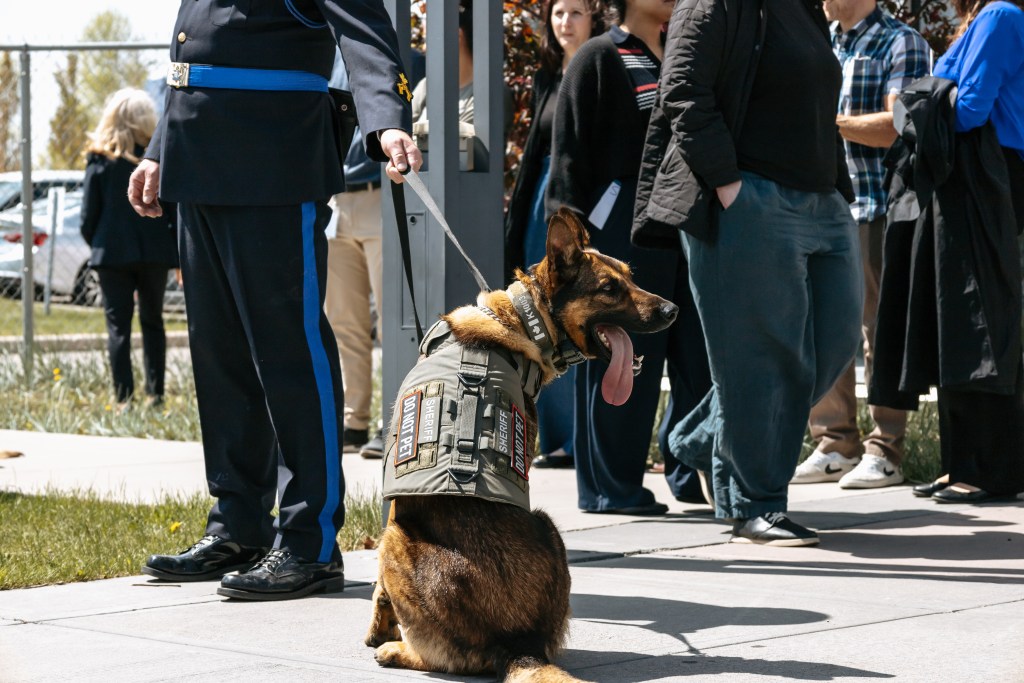 Calgary police welcome new K9, mounted unit members - LiveWire Calgary